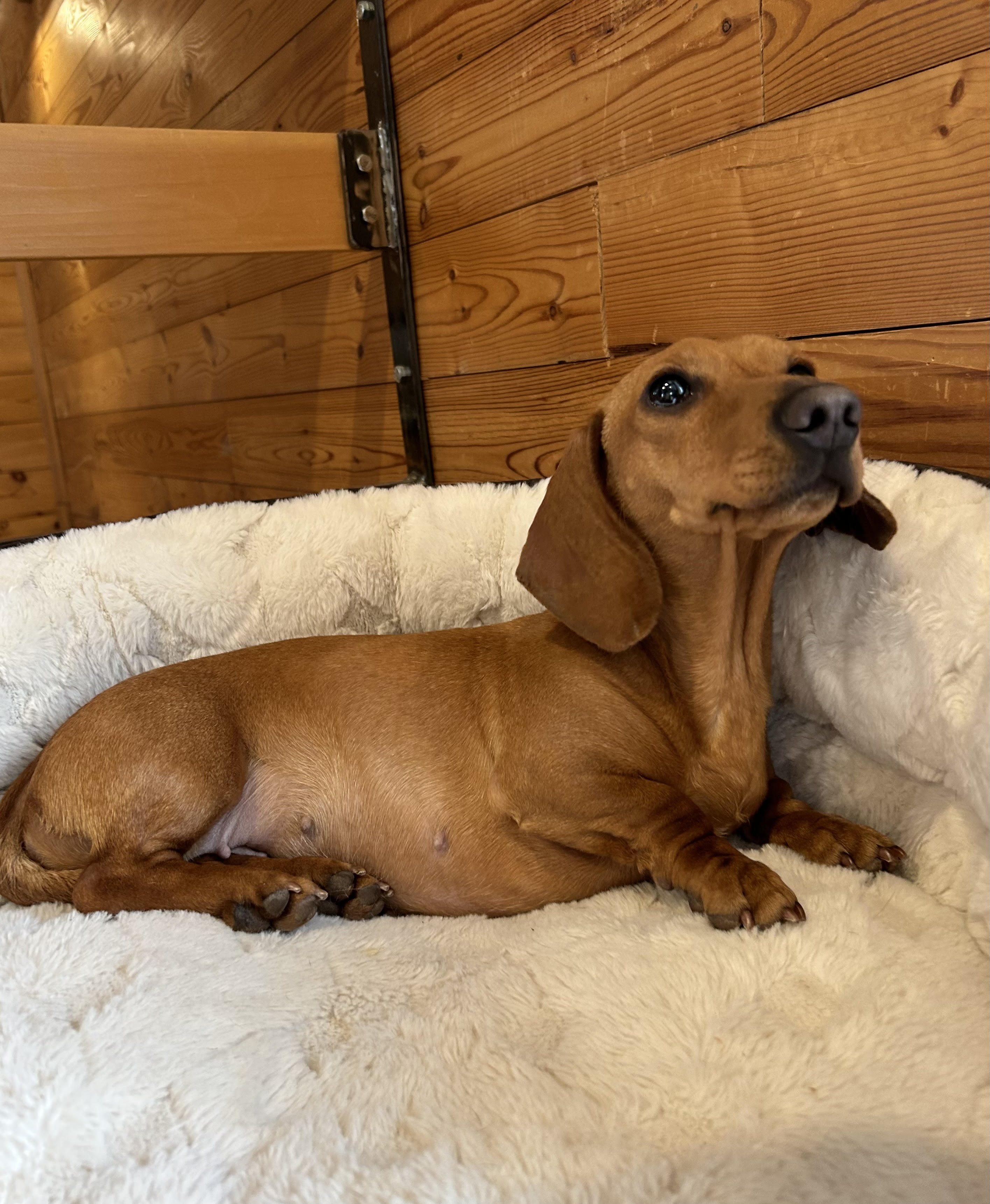 Laurentian Dachshunds | Canadian Maple Leaf (Maple)