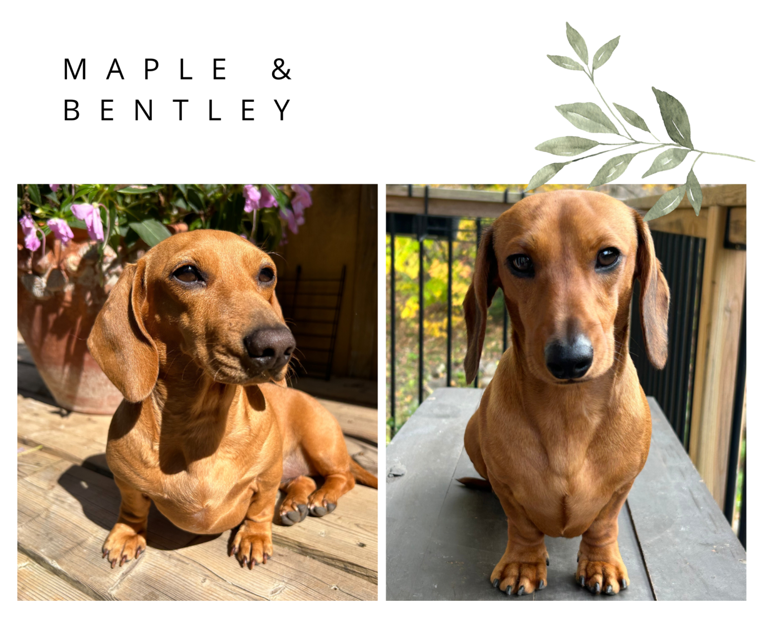 Laurentian Dachshunds | Upcoming Litters